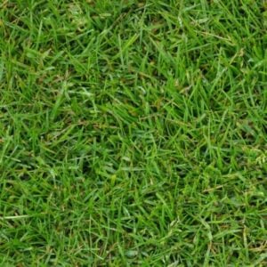 Lawn Turf - The Mick George Group