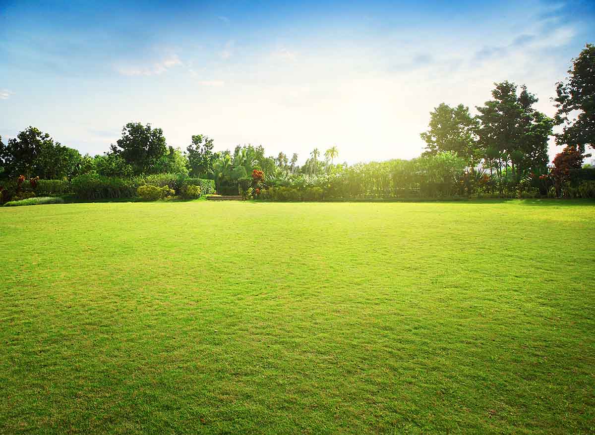 Lawn Care in Summer - Turf Online - Mick George