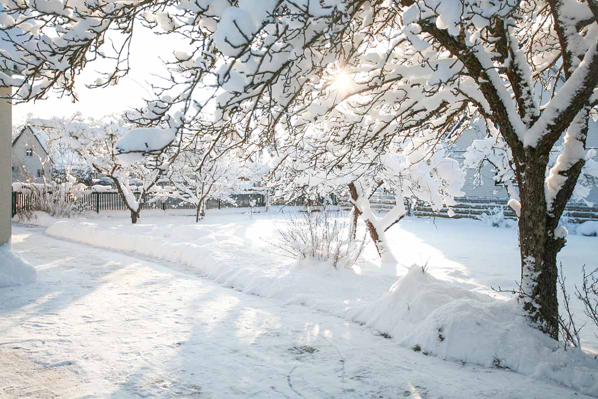 Lawn Care in Winter - Turf Online - Mick George